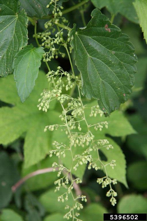 common hop (Humulus lupulus L.)