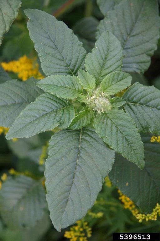 redroot pigweed (Amaranthus retroflexus L.)