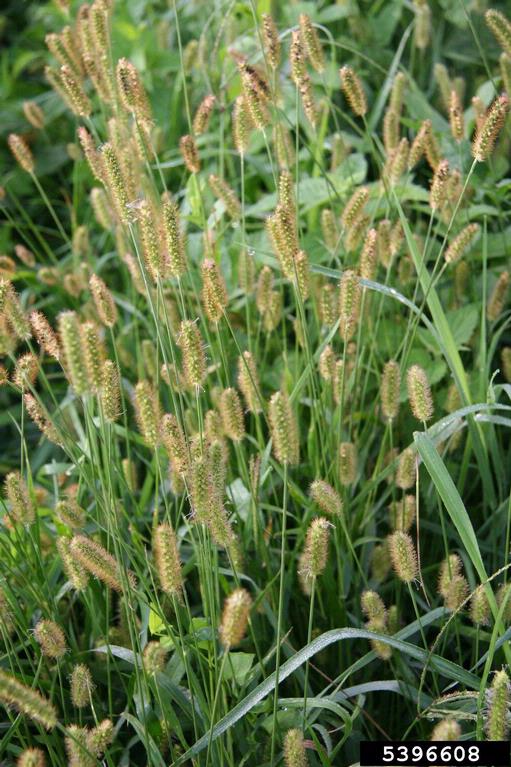 yellow foxtail (Setaria pumila)