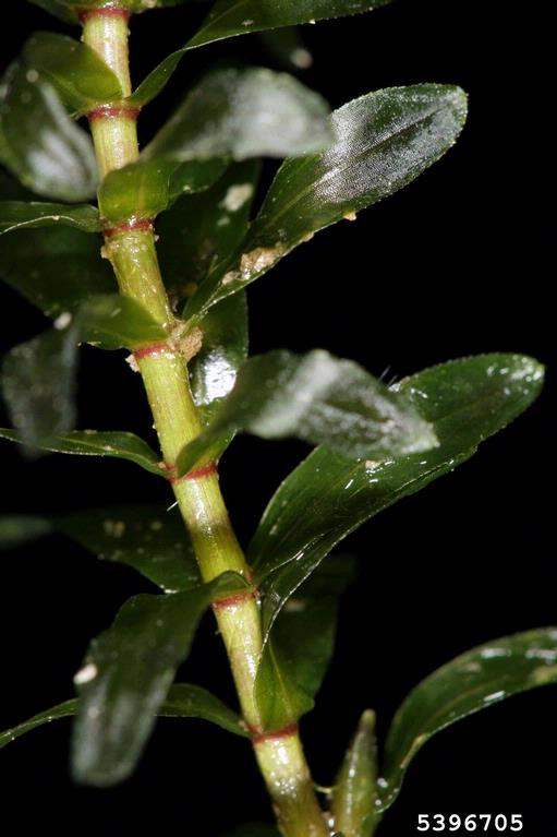 common elodea (Elodea canadensis)