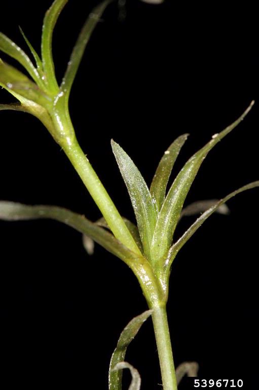 southern naiad (Najas guadalupensis (Spreng.) Magnus)