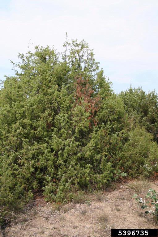 common juniper (Juniperus communis)