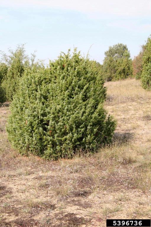 common juniper (Juniperus communis L.)