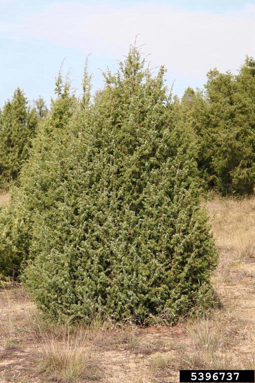 common juniper (Juniperus communis)