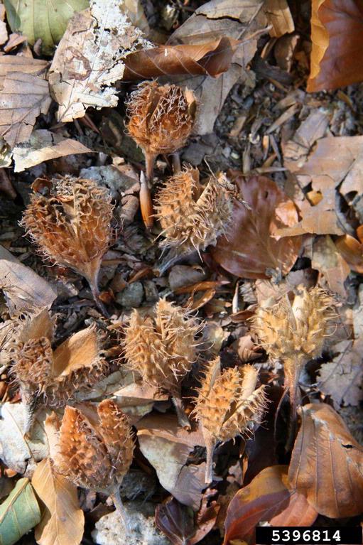 European beech (Fagus sylvatica L.)