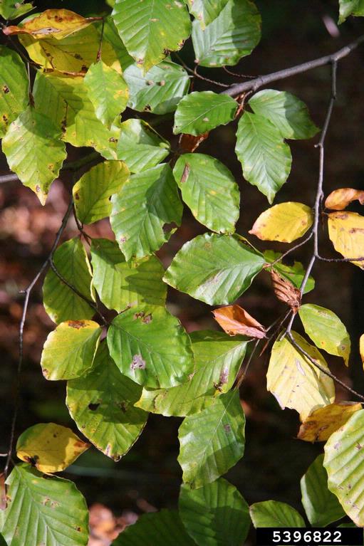 European beech (Fagus sylvatica L.)