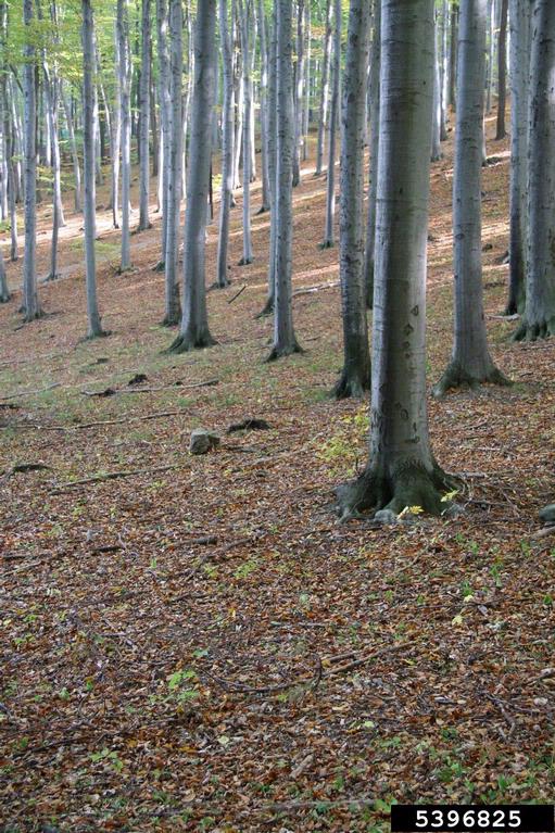 European beech, Fagus sylvatica (Fagales: Fagaceae) - 5396825