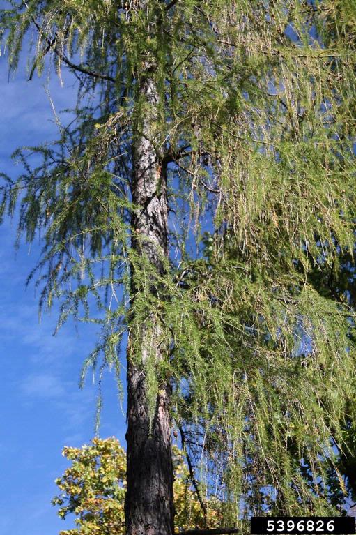 European larch, Larix decidua (Pinales: Pinaceae) - 5396826