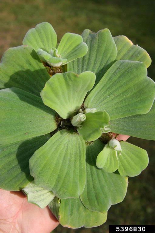 water lettuce (Pistia stratiotes L.)