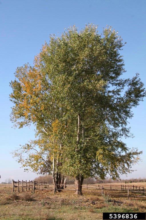 white poplar (Populus alba)