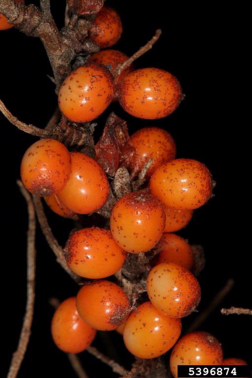 sea buckthorn (Hippophae rhamnoides L.)