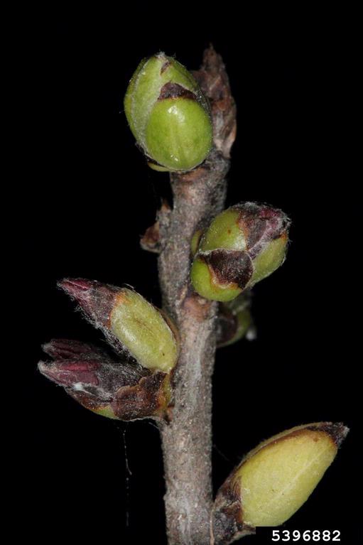 February daphne, Daphne mezereum (Myrtales: Thymelaeaceae) - 5396882