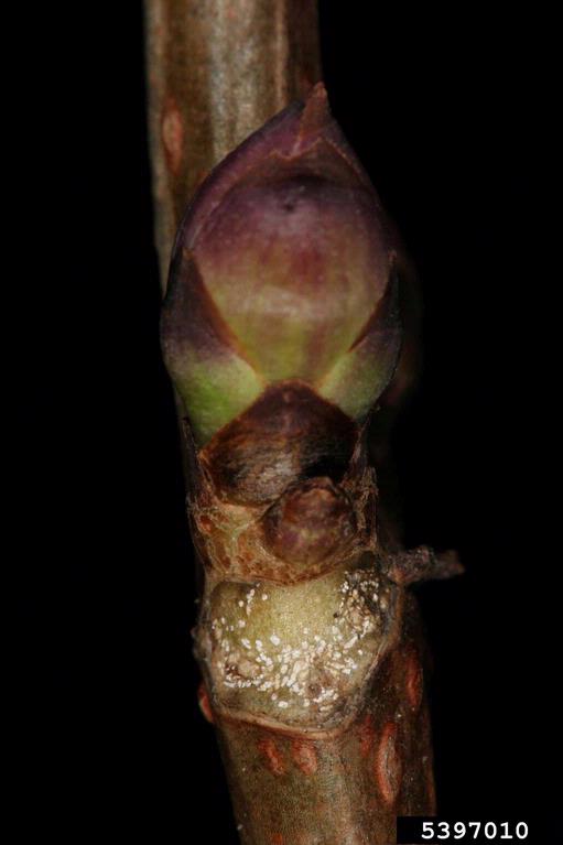 red elderberry (Sambucus racemosa), Sambucus racemosa (Dipsacales ...