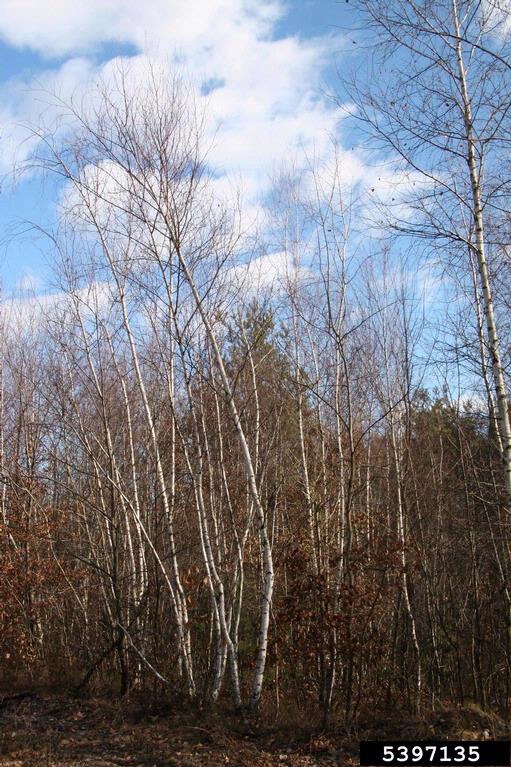 European birch (Betula pendula)