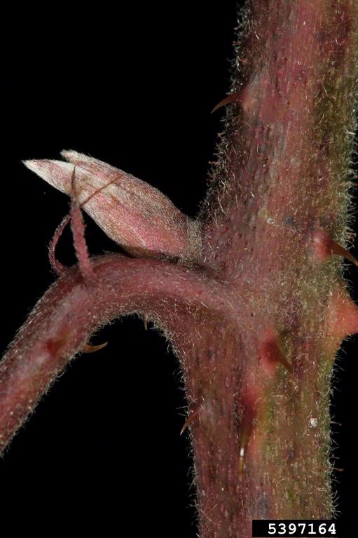 cane fruit (blackberry, raspberry) (Genus Rubus)