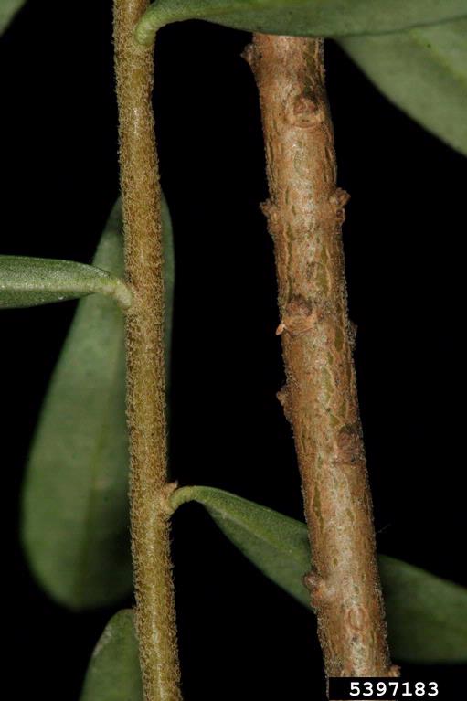 Daphne, Daphne cneorum ssp. arbusculoides (Myrtales: Thymelaeaceae ...