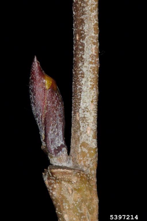 green alder (Alnus viridis (Vill.) Lam. & DC.)