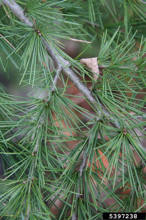 Deodar cedar (Cedrus deodara (Roxb. ex D. Don) G. Don f.)