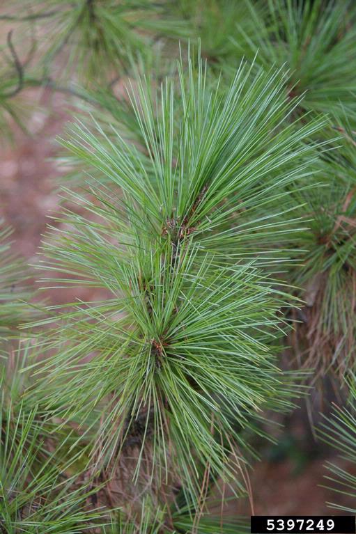 eastern white pine (Pinus strobus L.)