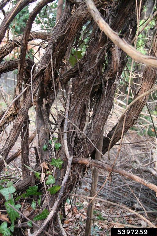 grape (Genus Vitis L.)