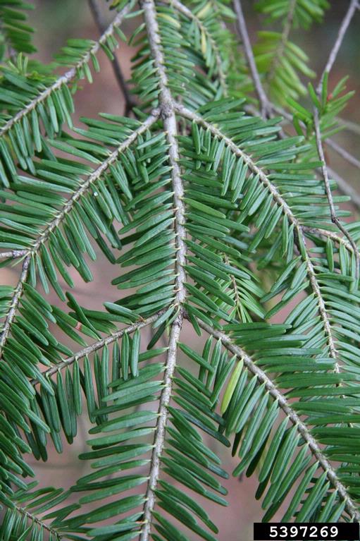 silver fir (Abies alba Miller)