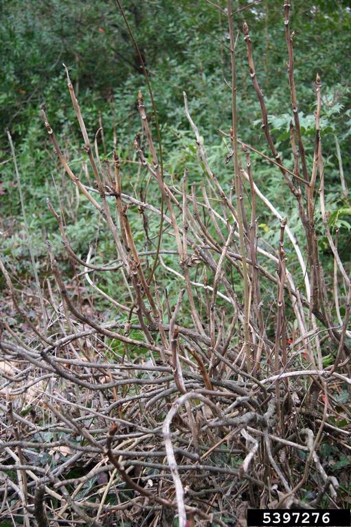 moutan peony (Paeonia suffruticosa Andrews)