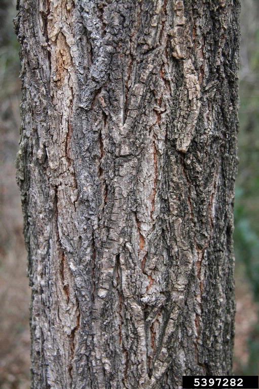 Siberian elm (Ulmus pumila L.)