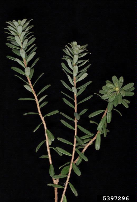 Daphne (Daphne cneorum ssp. arbusculoides)