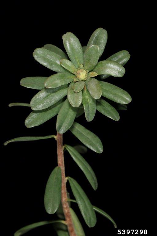 Daphne (Daphne cneorum ssp. arbusculoides ( Tuzson ) Soó)