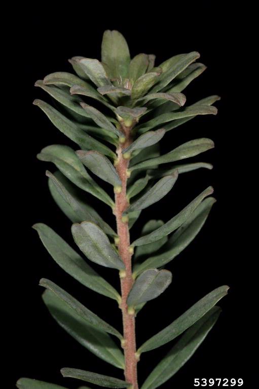 Daphne, Daphne cneorum ssp. arbusculoides (Myrtales: Thymelaeaceae ...