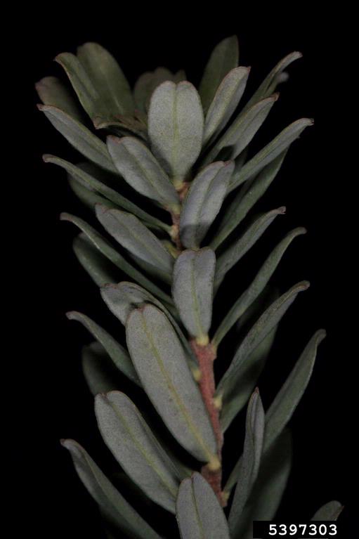 Daphne (Daphne cneorum ssp. arbusculoides)