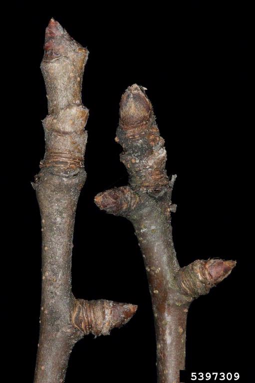 pear, Pyrus austriaca (Rosales: Rosaceae) - 5397309