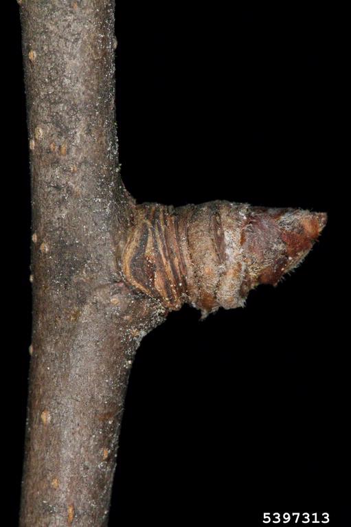 pear (Pyrus austriaca Kerner)