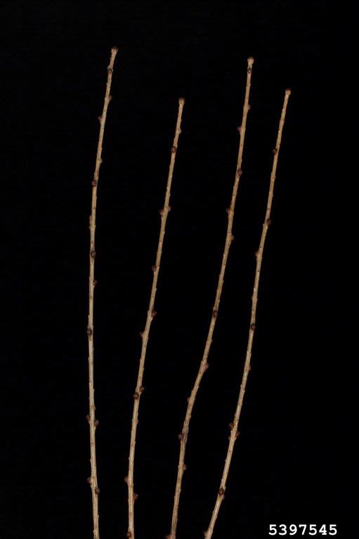 European larch (Larix decidua P. Mill.)