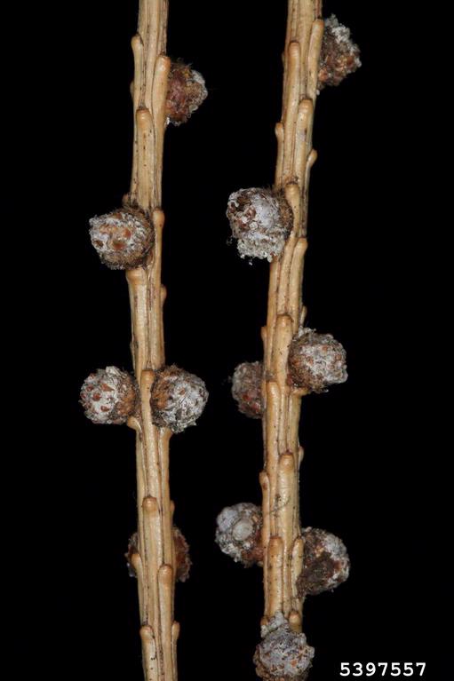 European larch (Larix decidua P. Mill.)