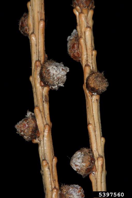 European larch (Larix decidua P. Mill.)