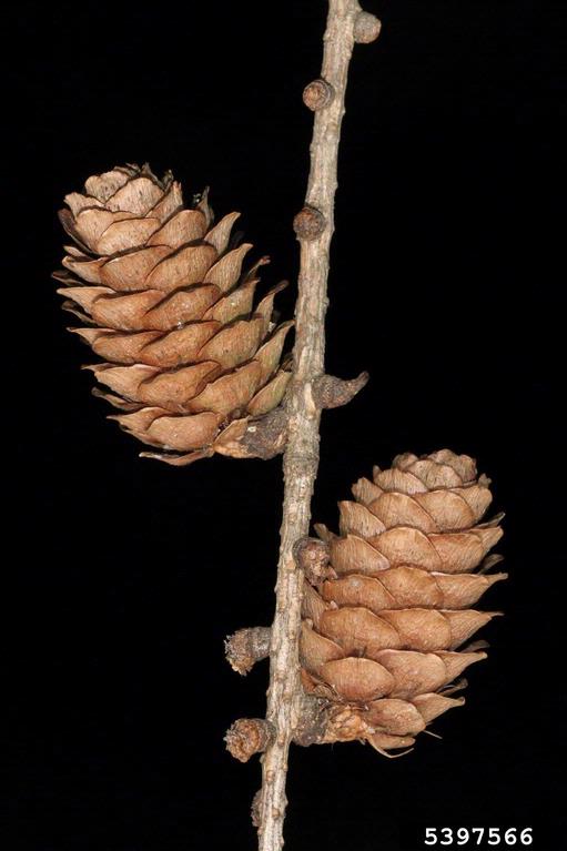 European larch (Larix decidua)