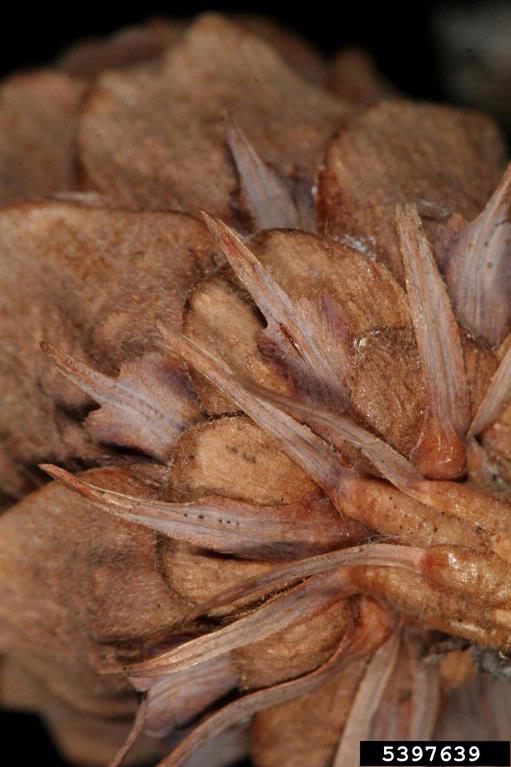 European larch (Larix decidua P. Mill.)