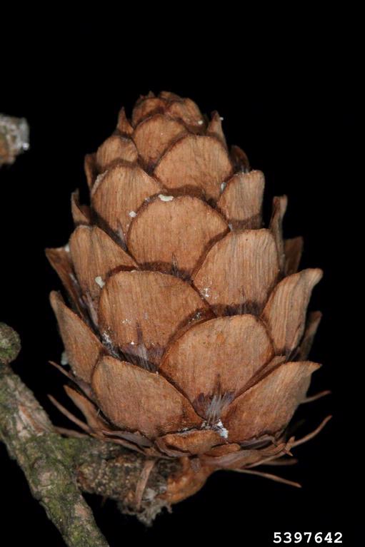European larch (Larix decidua P. Mill.)