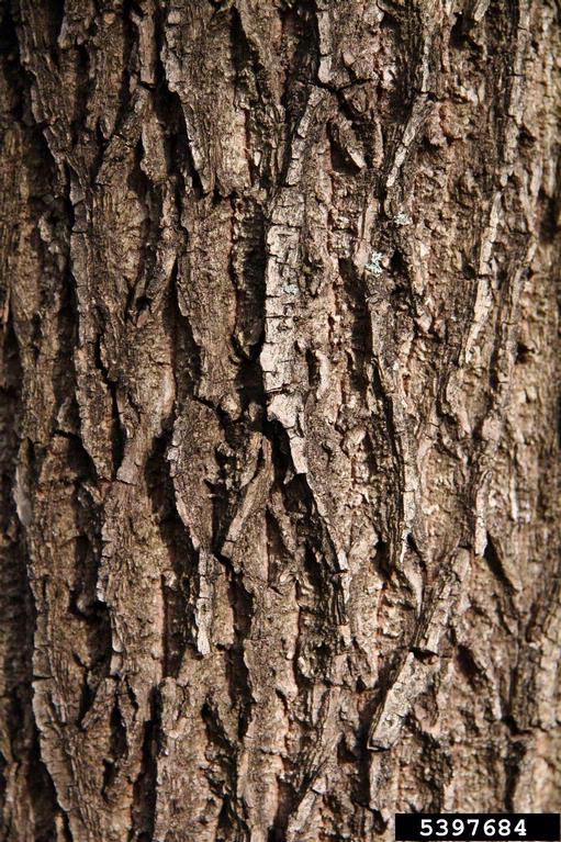 black walnut (Juglans nigra L.)