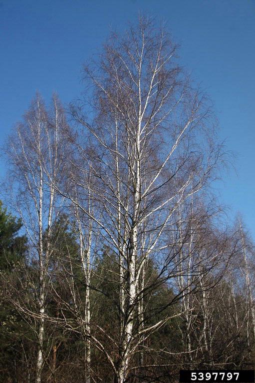 European birch, Betula pendula (Fagales: Betulaceae) - 5397797