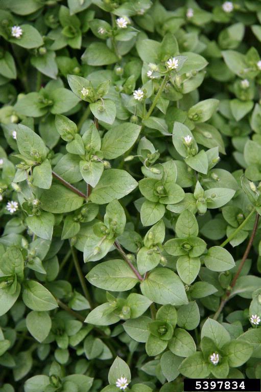 common chickweed (Stellaria pallida)