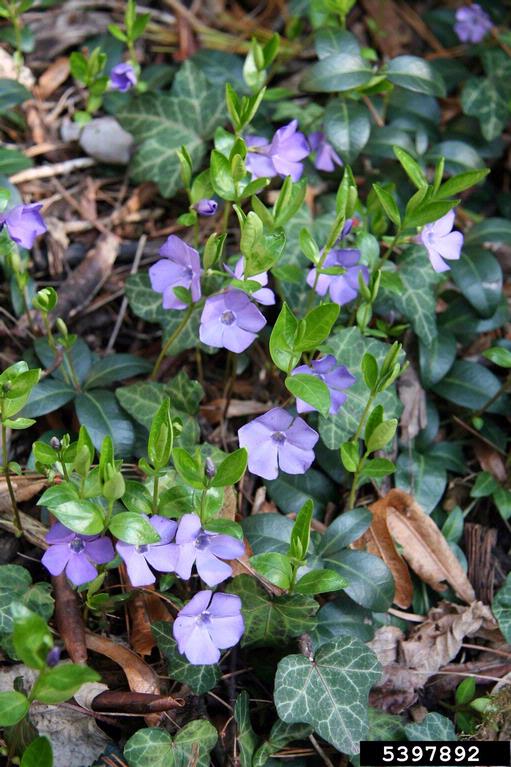 common periwinkle (Vinca minor L.)
