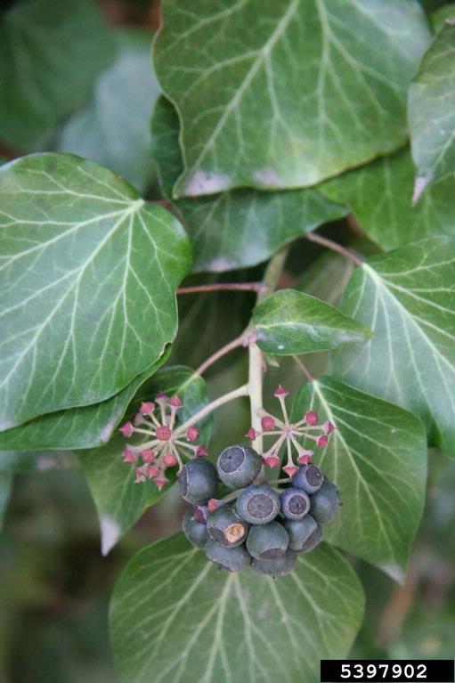 English ivy (Hedera helix)