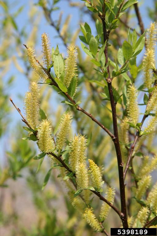 almond-leaved willow (Salix triandra)