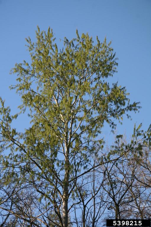 white poplar (Populus alba)