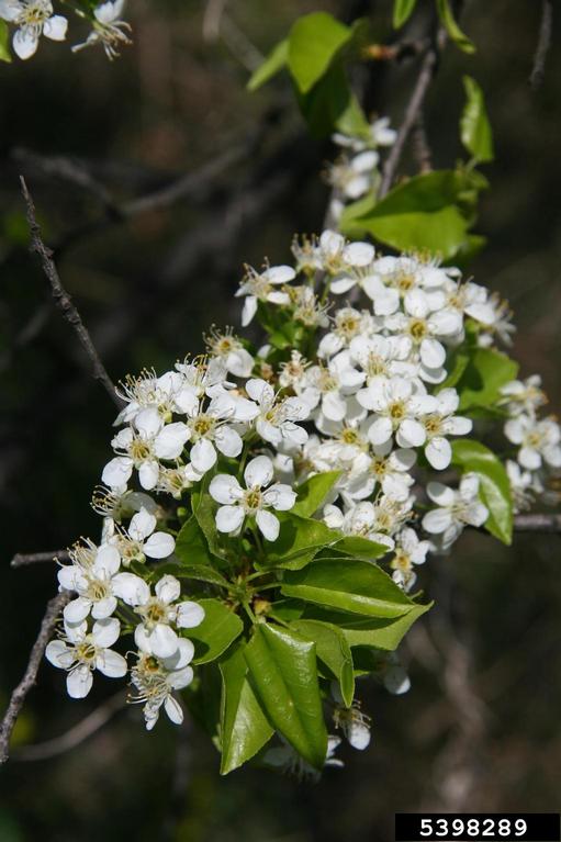 Mahaleb cherry (Prunus mahaleb)
