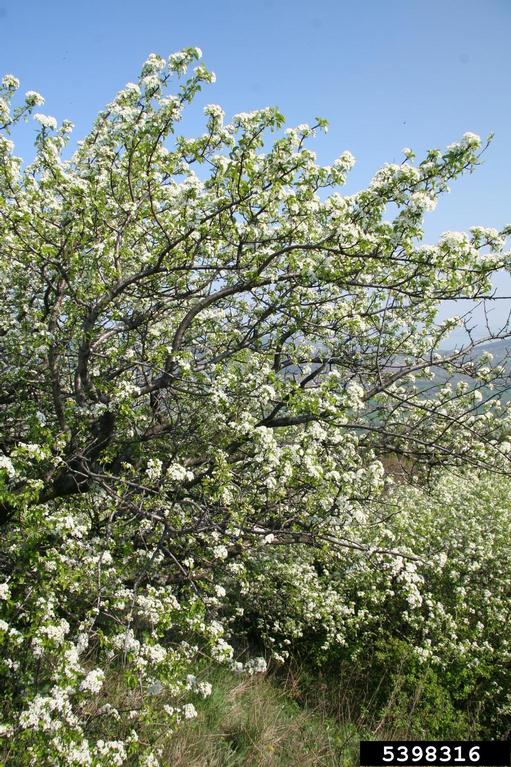 Mahaleb cherry (Prunus mahaleb L.)