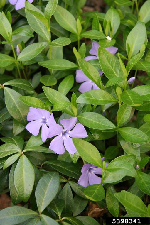common periwinkle, Vinca minor (Gentianales: Apocynaceae) - 5398341