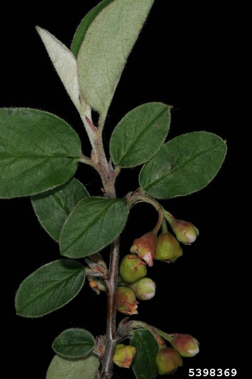 cotoneaster (Cotoneaster integerrimus Medik.)